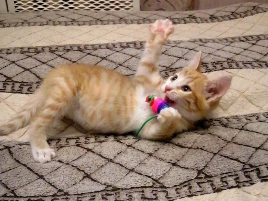 Кошечка Мэгги