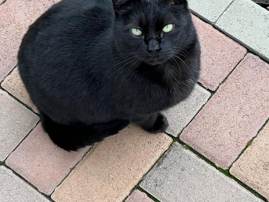 Кот