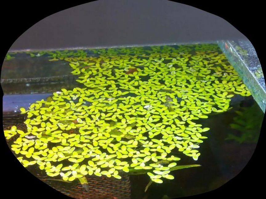 Ряска аквариумная