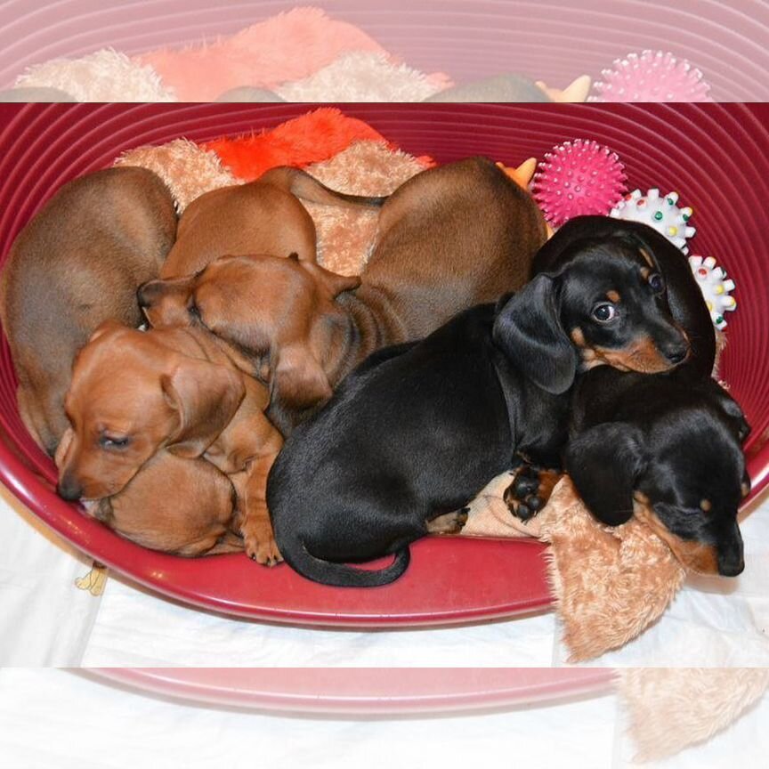 Такса, щенок