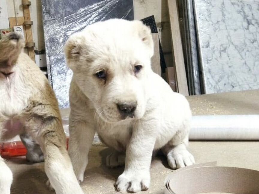 Среднеазиатская овчарка алабай щенки