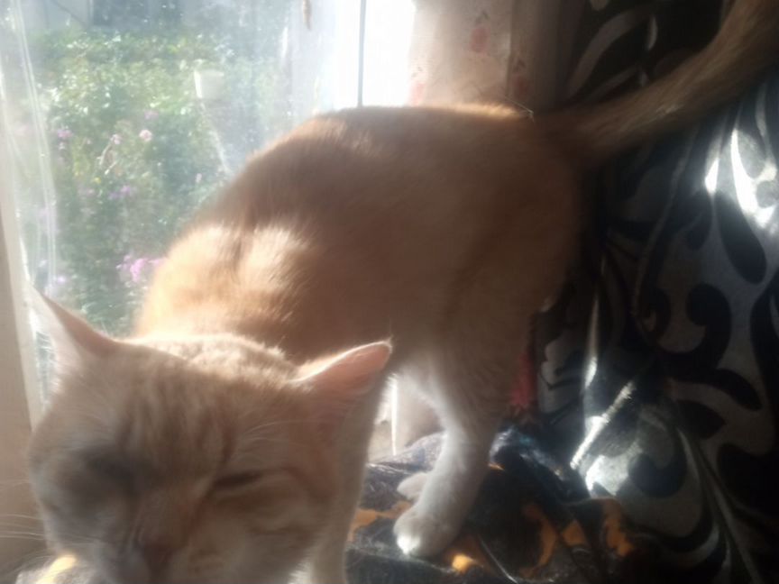 Котик в добрые руки