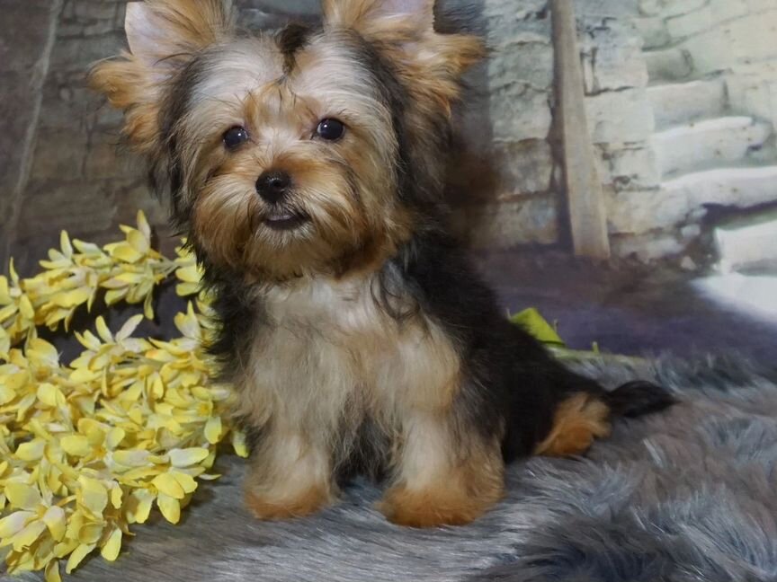 Мини йорк мальчик