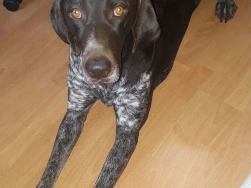 Курцхаар ищет невесту