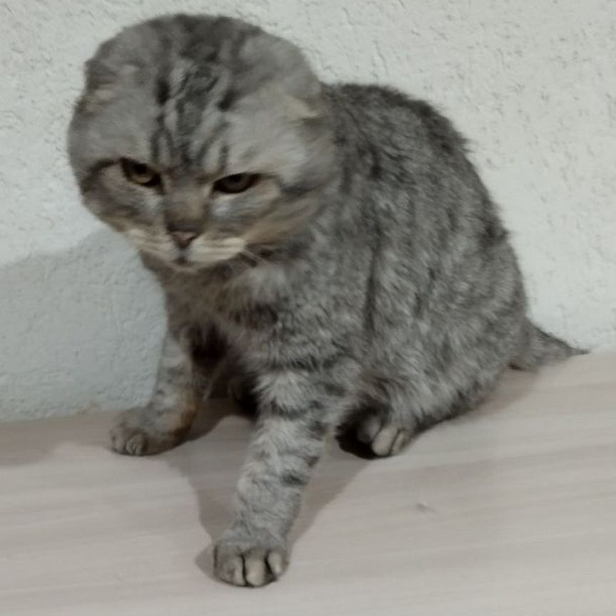 Шотландский вислоухий короткошёрстный, взрослый кот