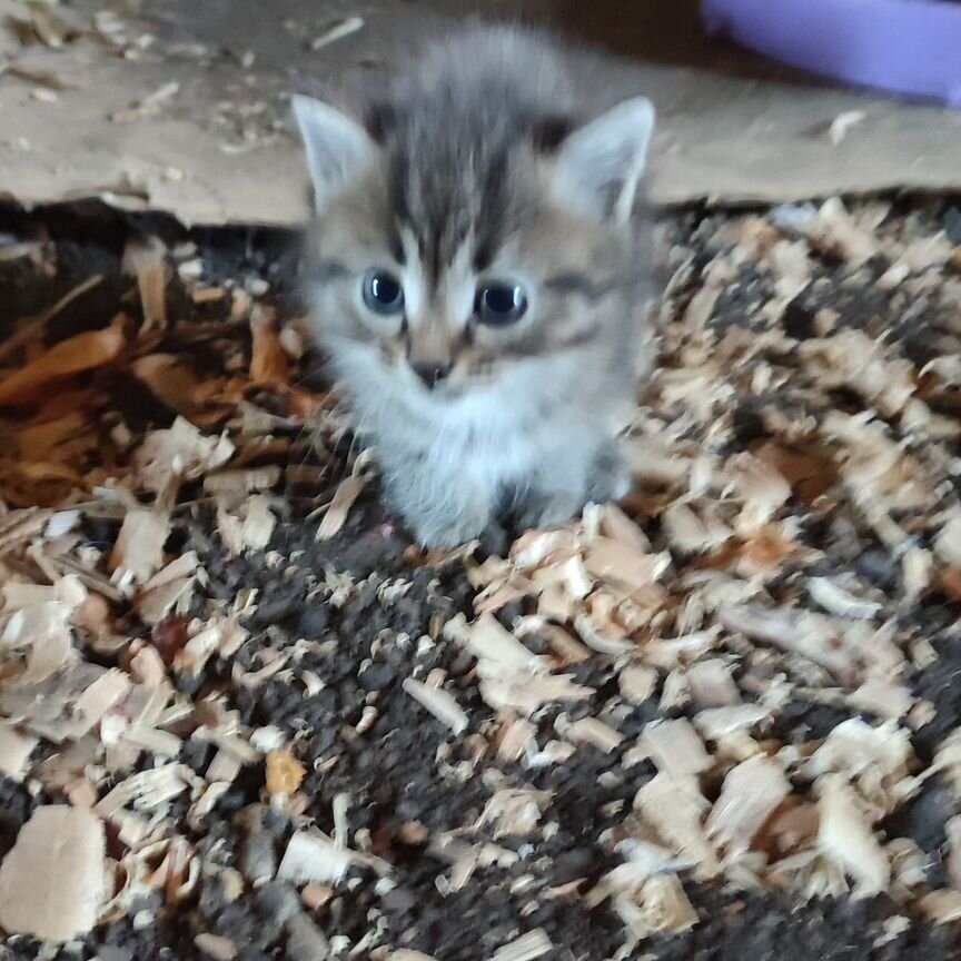 Отдам котят в добрые руки, 3 мальчика и девочка