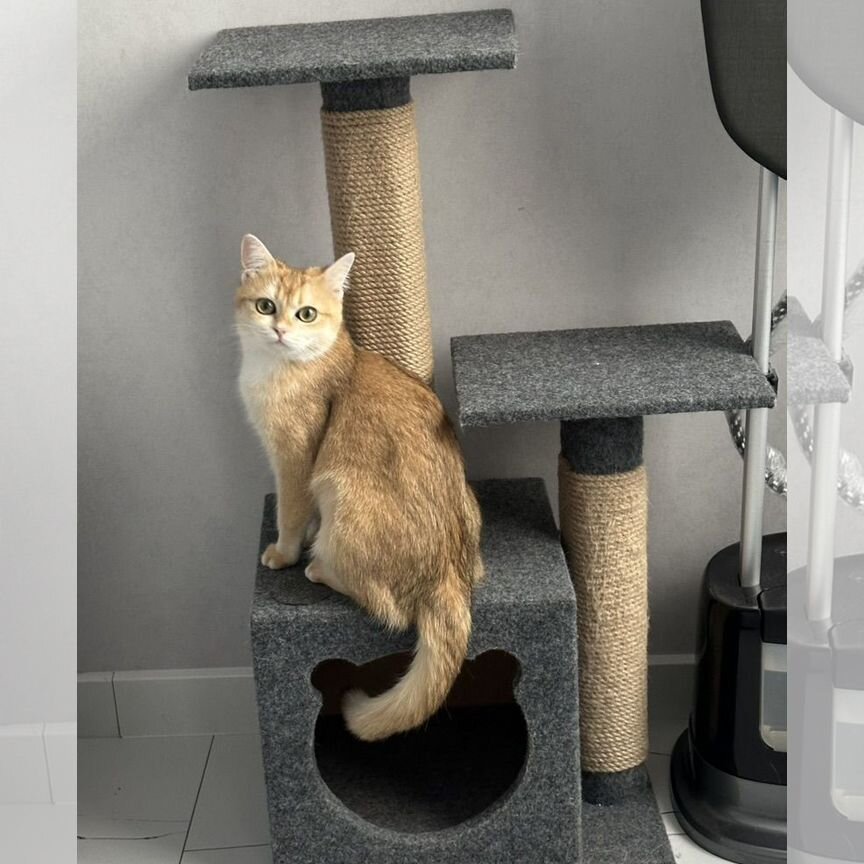 Шотландский прямоухий короткошёрстный котёнок