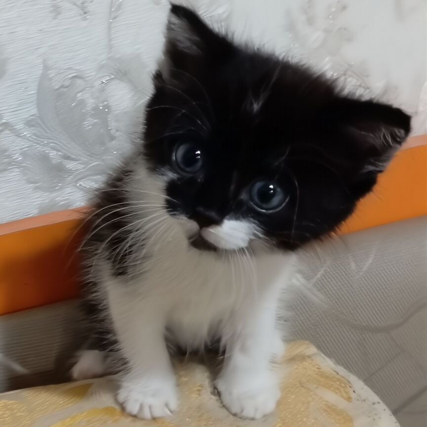 Кошечка