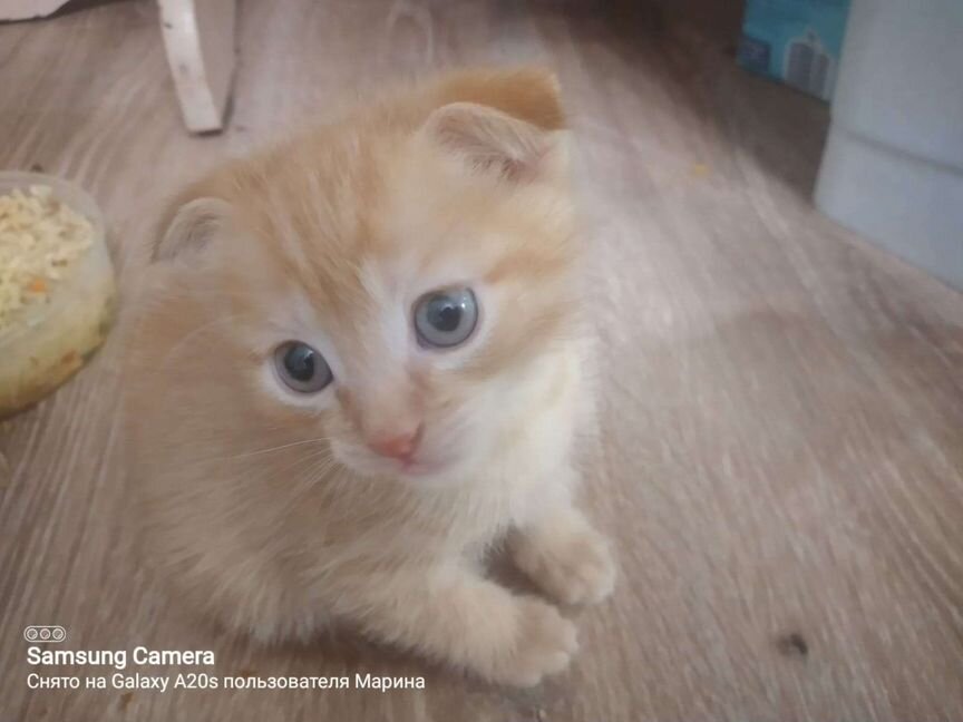 Кошка в дар бесплатно