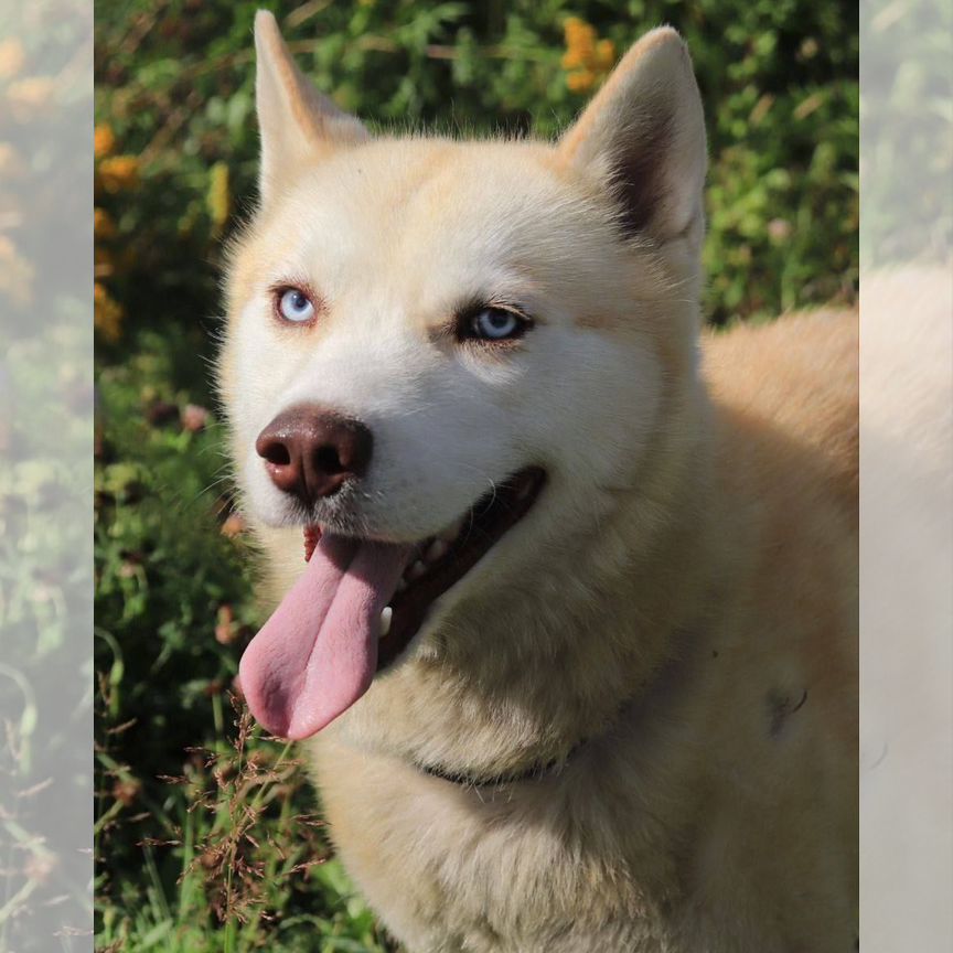 Сибирский хаски, взрослый пёс из приюта