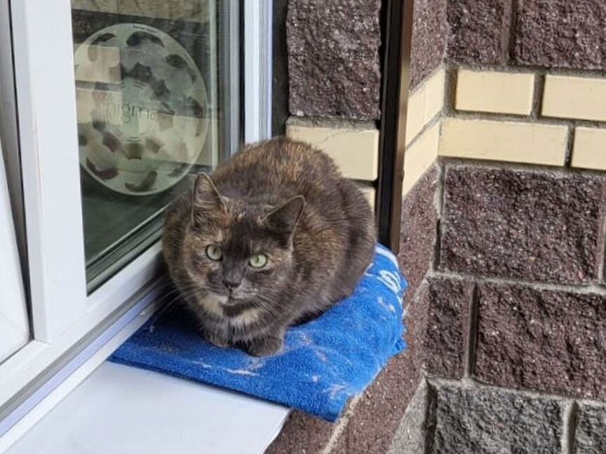 Брошены домашние кошка и кот