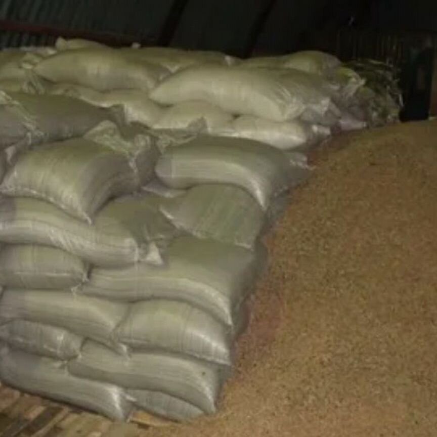 Пшеница фуражная зерно корм фураж