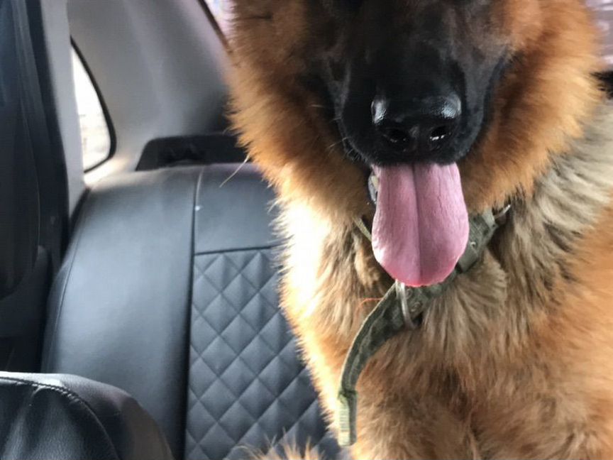 Вязка немнцкая овчарка кобель