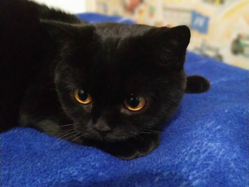 Воспитанные котята