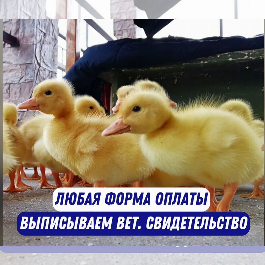 Утята оптом от 50 штук доставка бесплатная