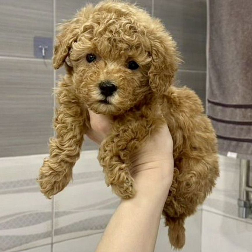 Той-пудель, щенок