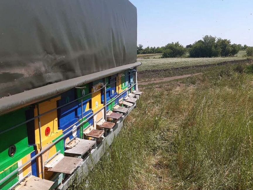 Пчелоприцеп