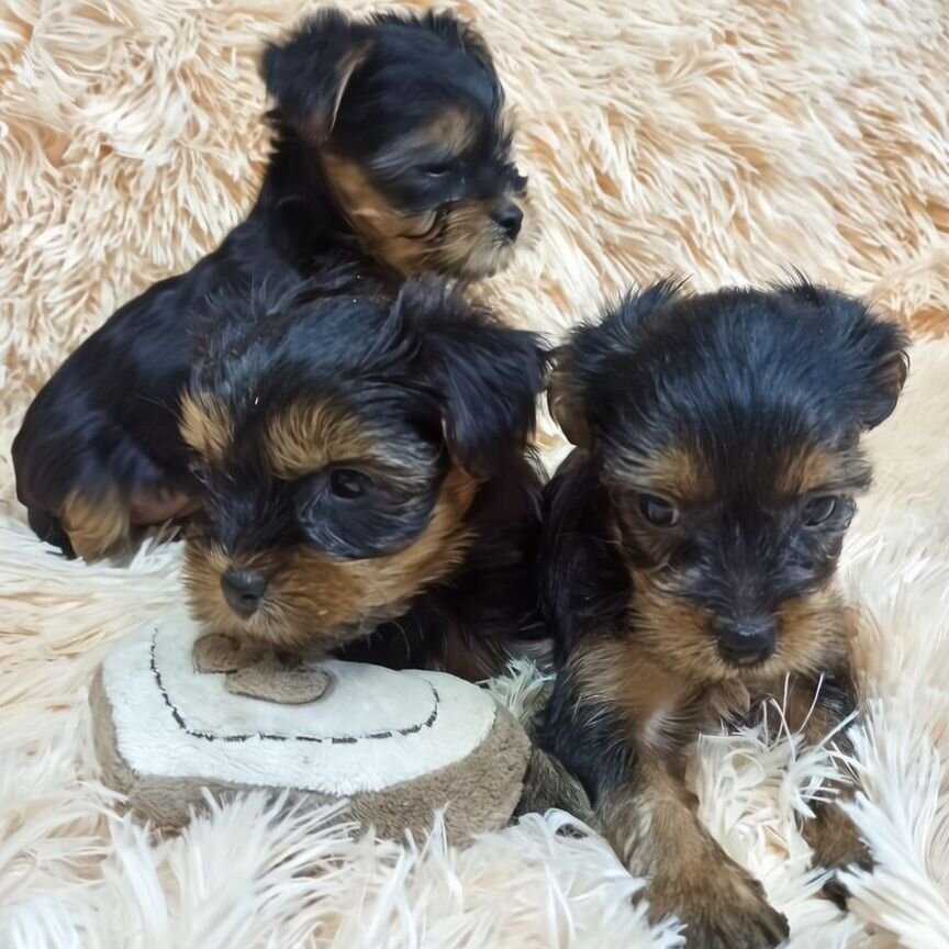 Йоркширский терьер, щенок