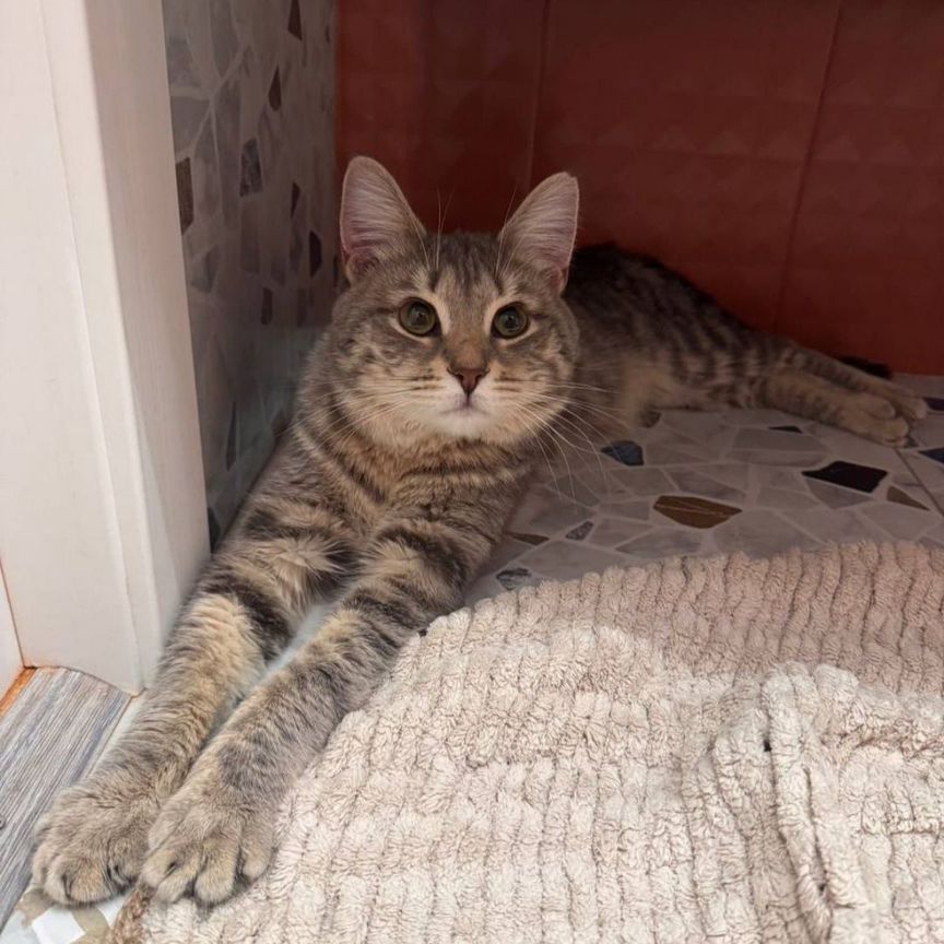 Котик ищет дом