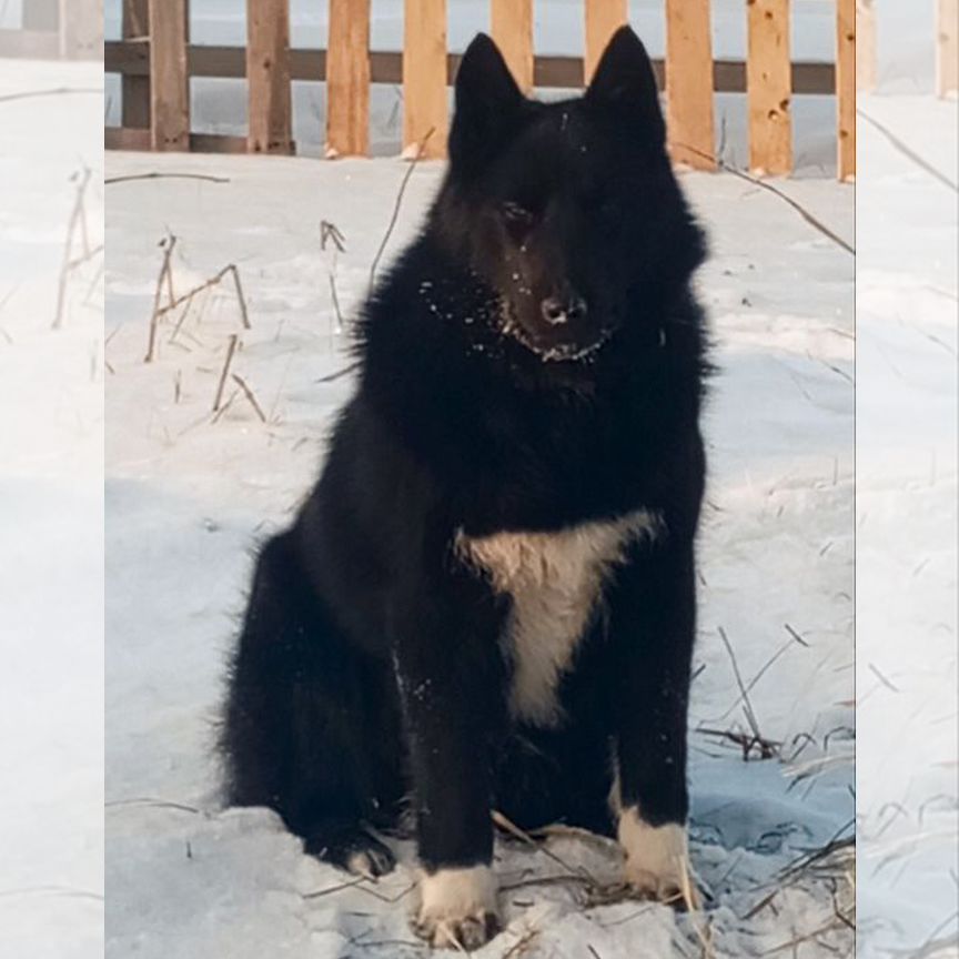 Русско европейская лайка