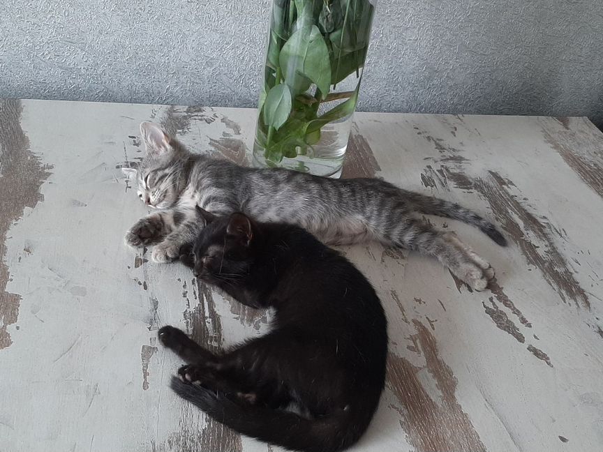 Кошка в дар бесплатно