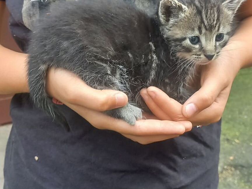 Котёнок ищет дом, лапка сломана