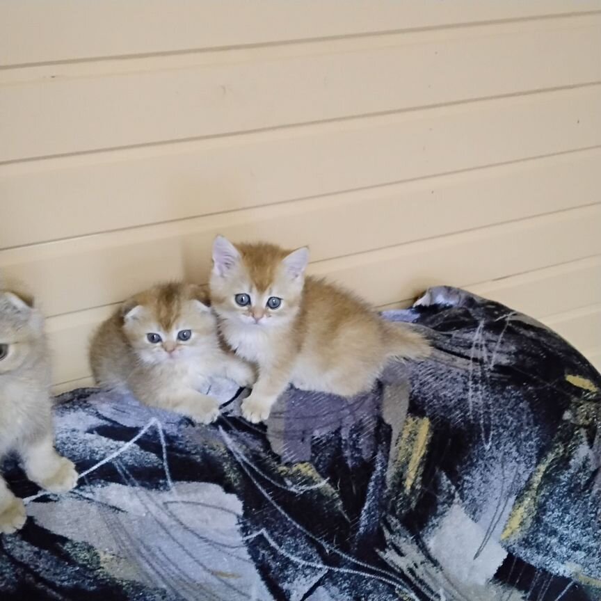 Шотландские фолды