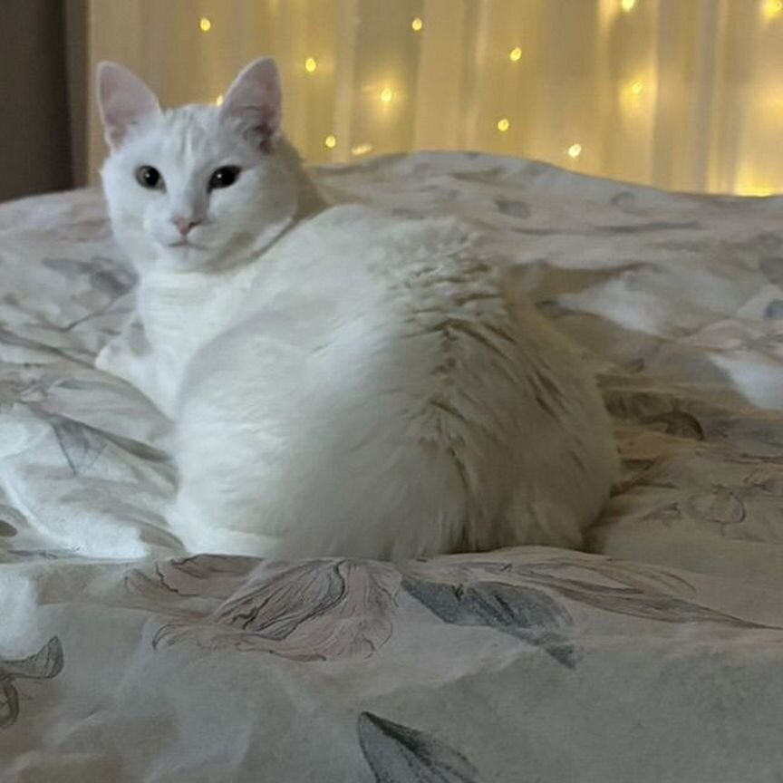 Взрослый кот в добрые руки