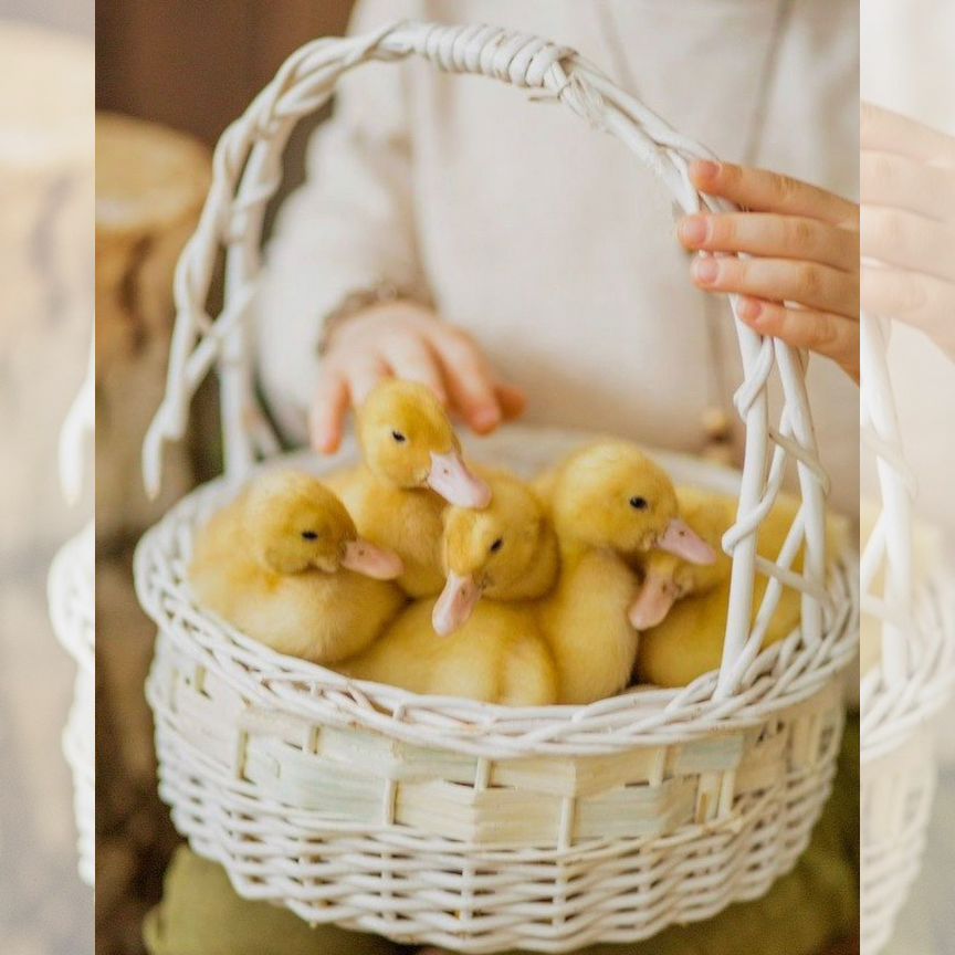 Фотосессии с цыплятами