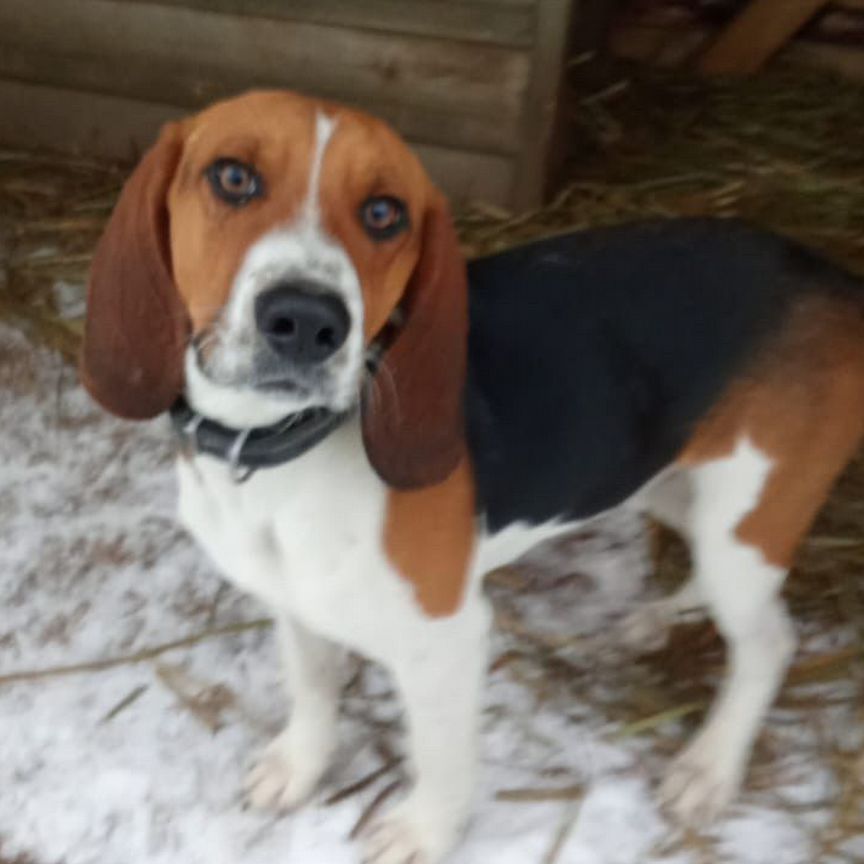 Эстонская гончая рабочая