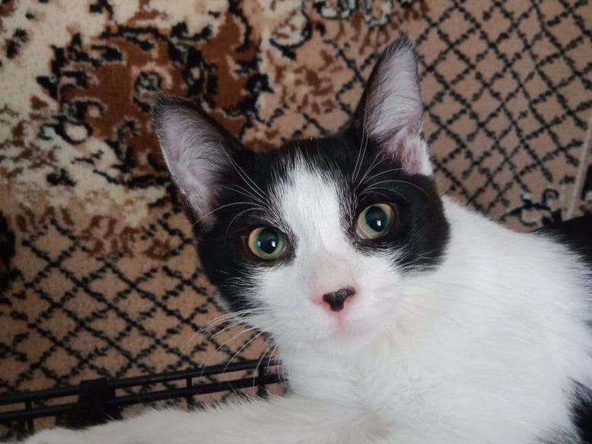 Котенок белый с черным окрас коровка