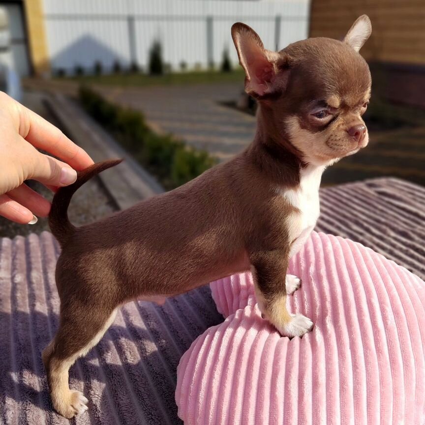 Шоколадный красавчик Карат