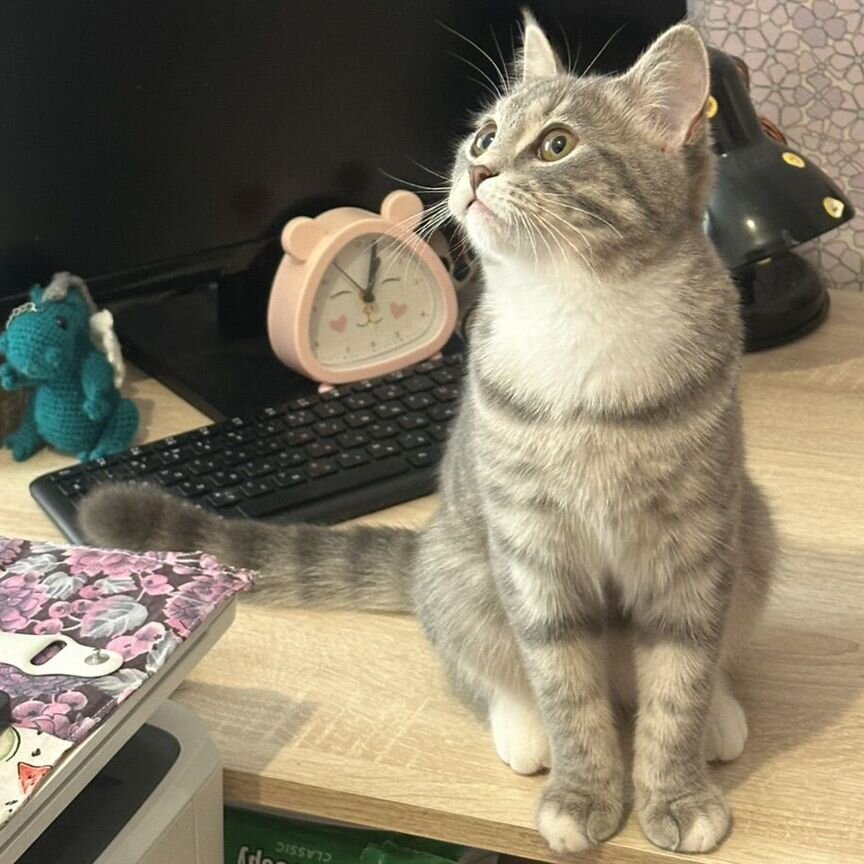 Котёнок в добрые руки