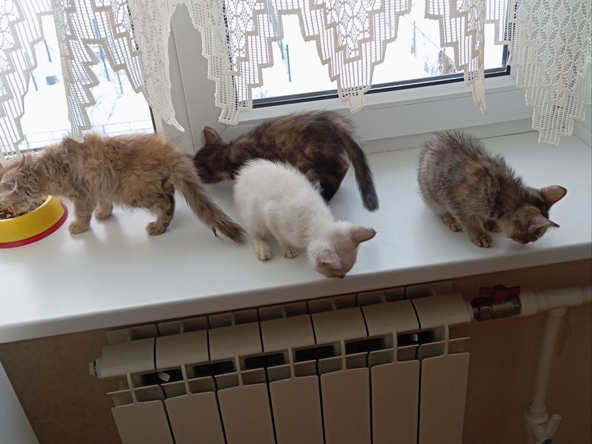 Красивые шустрые которебята