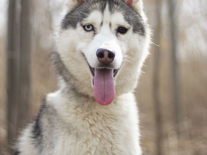 Сибирский хаски в добрые руки