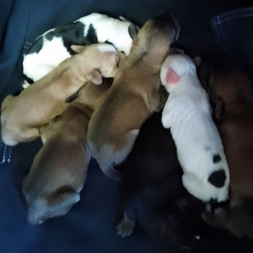 Бронируем щенков спаниеля. Помёт 19 февраля