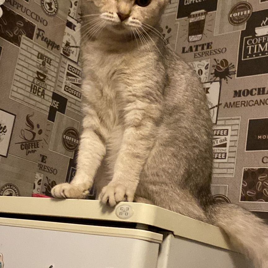 Шотландская прямоухая длинношёрстная, взрослая кошка