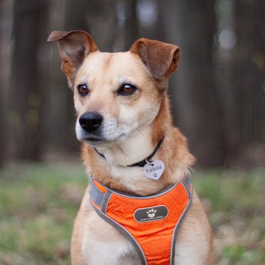 Маленькая собака Ханни в добрые руки