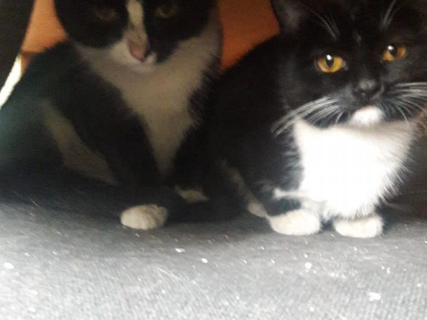 Кошки бесплатно