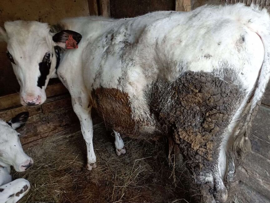Возьму мелкую картошку,листья от капусты, моркови