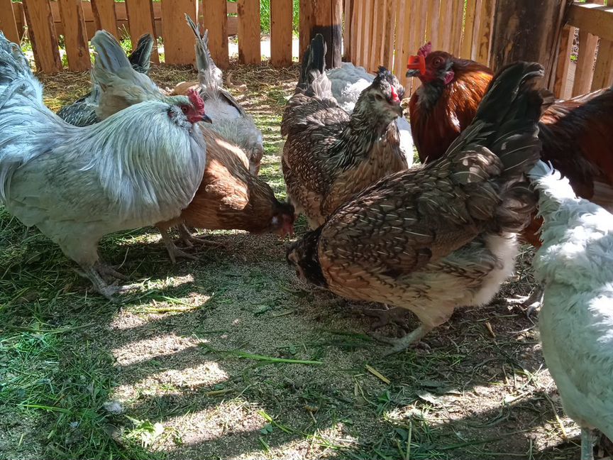 Куры породы амераукана