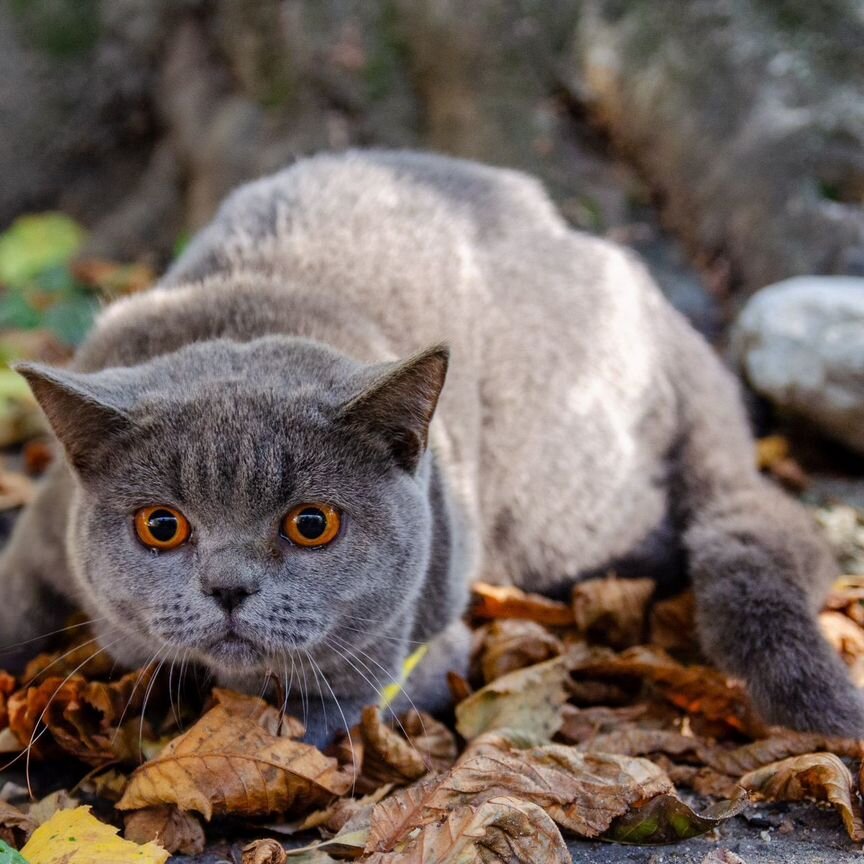Чистокровная молодая Шанежка бесплатно