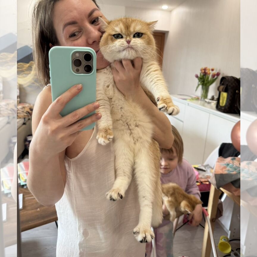 Кот готовый производитель скоттиш страйт