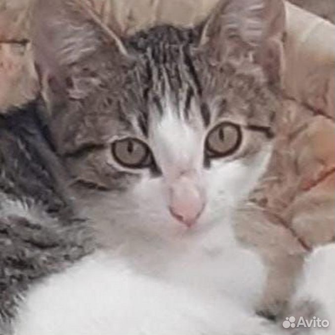 Котёнок стёпочка, 2 мес., серо-белого окраса