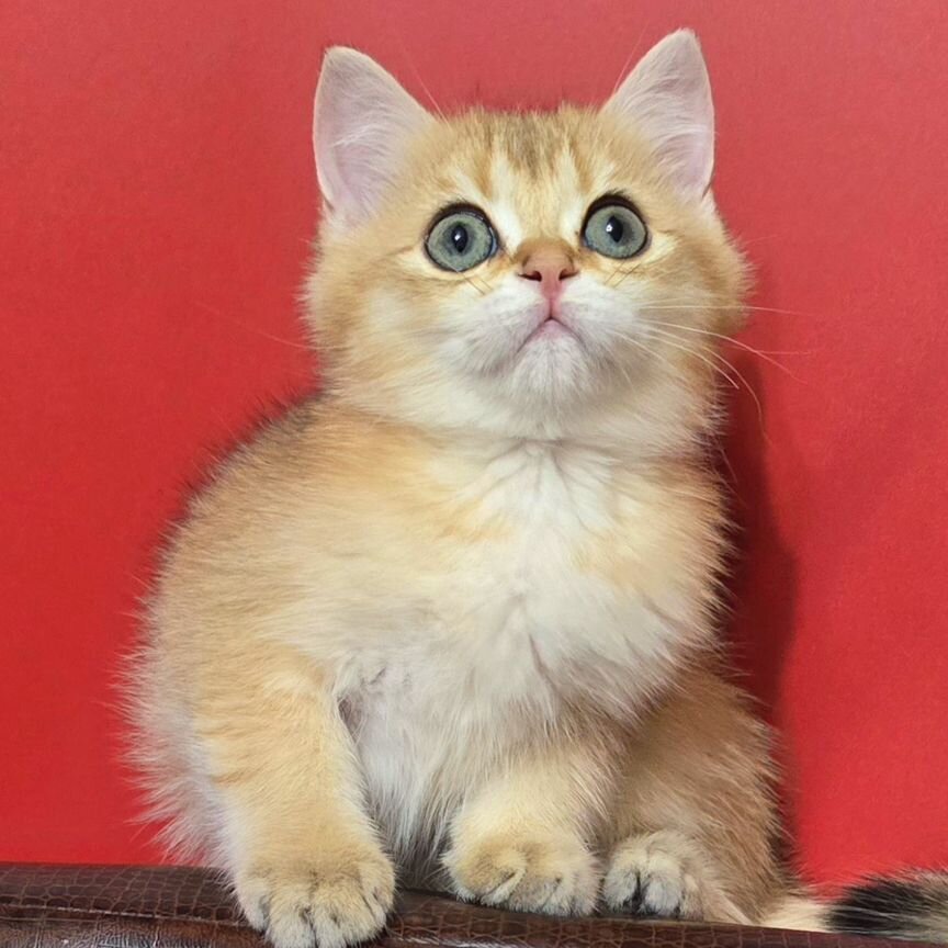 Эксклюзивный малыш золотого окраса