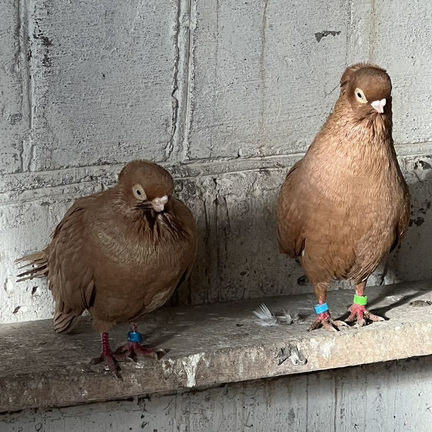 Голуби совята желтый