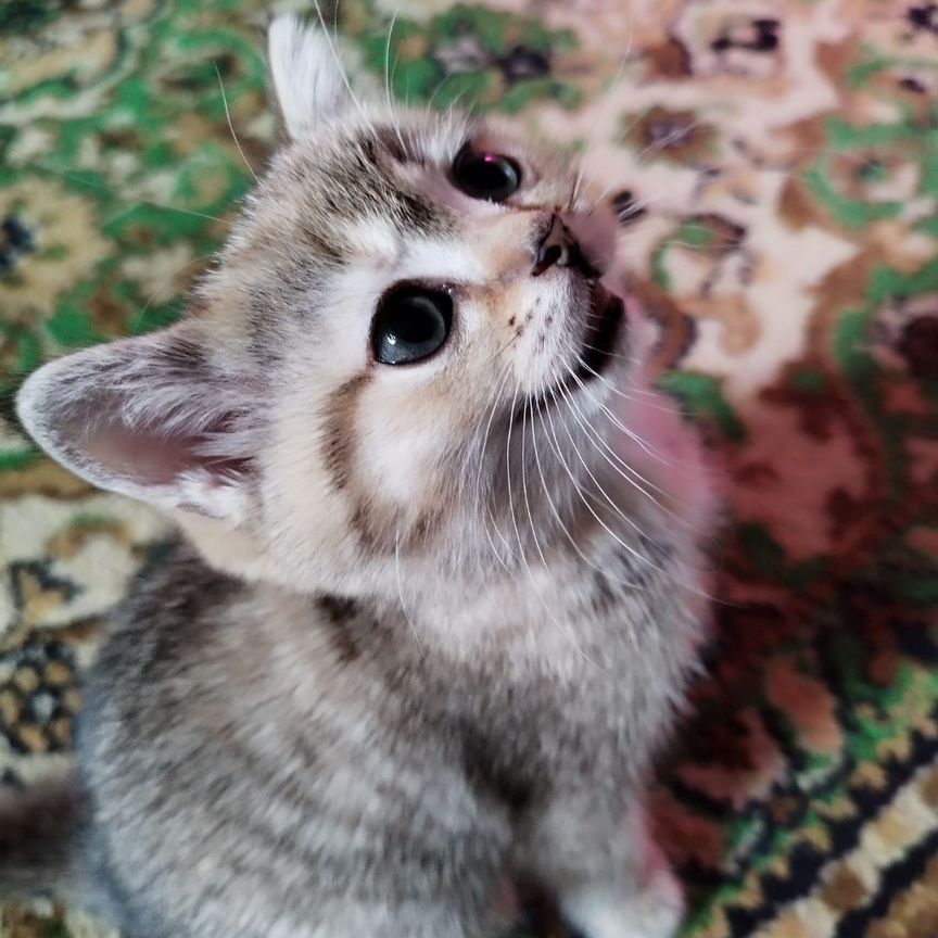 Отдам котенка в добрые руки