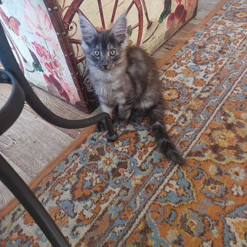 Породистый котенок
