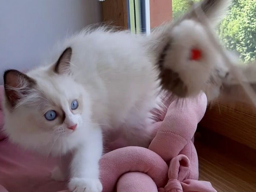 Котята рэгдолл