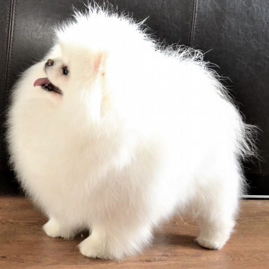 Вязка с белым померанским шпицем